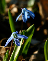 Nature remains.: Shades of Indigo