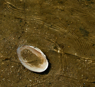 Nature remains.: Spring Break (SWF)