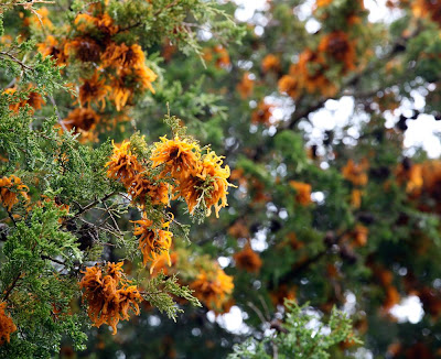 Nature remains.: Have you seen...