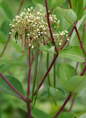 Nature remains.: Understanding