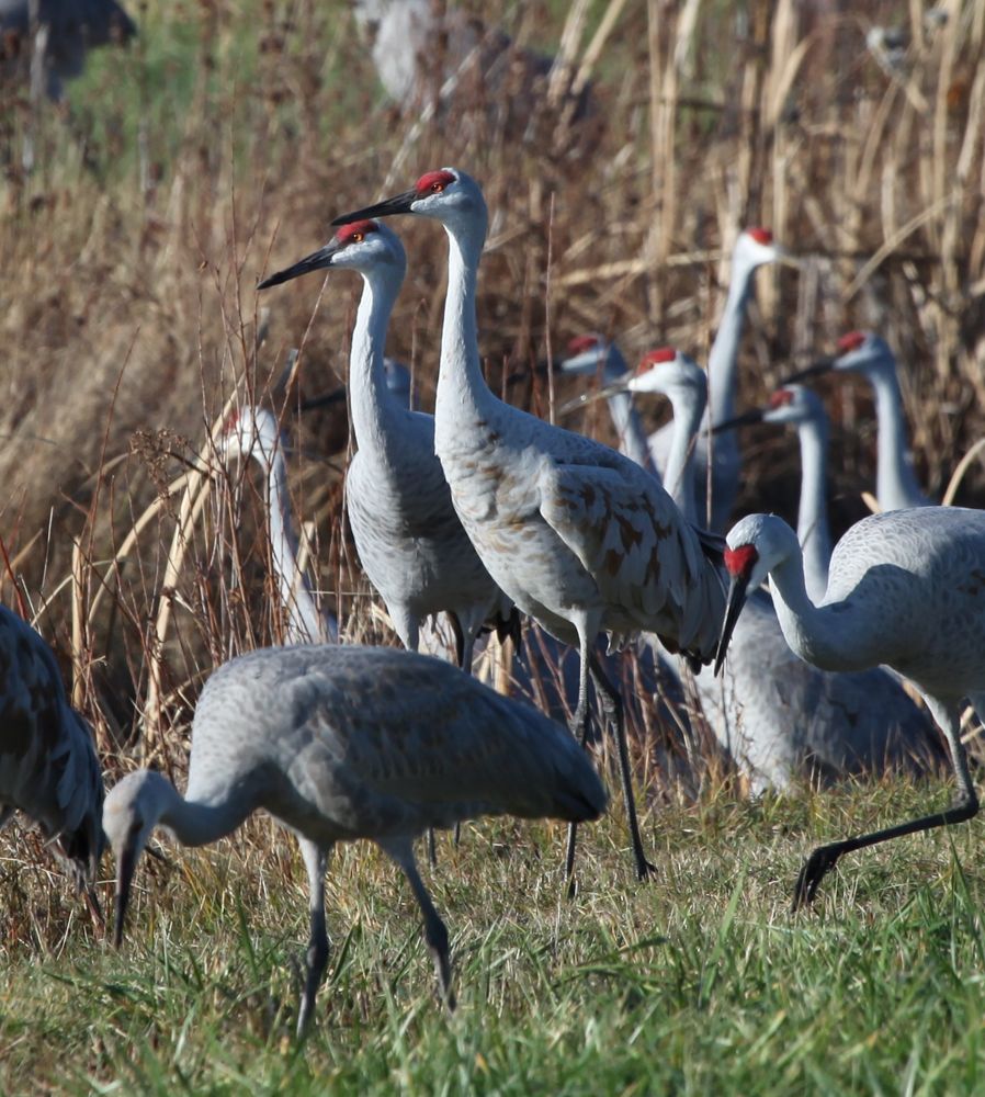 Nature remains.: A Day with the Cranes