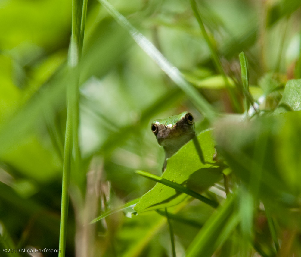 Nature remains.: The Frog Days of Summer