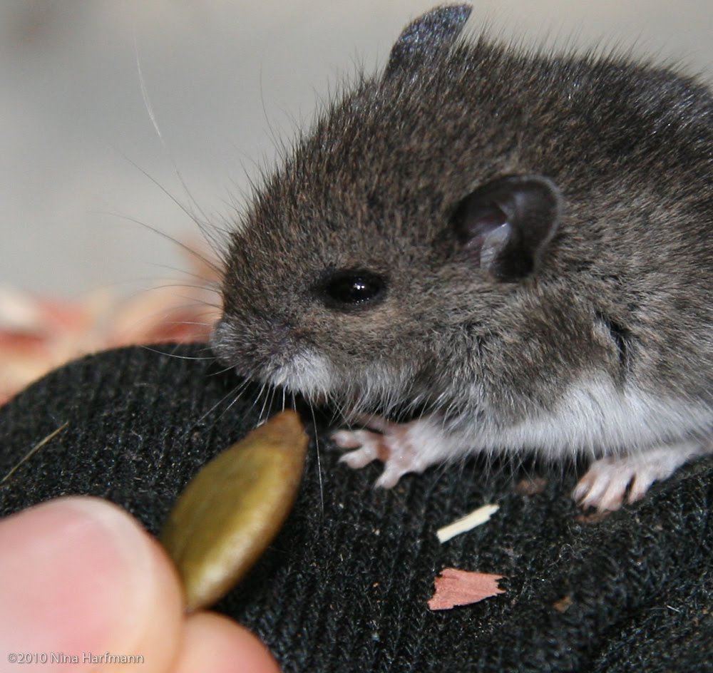 Nature remains.: Christmas Mouse