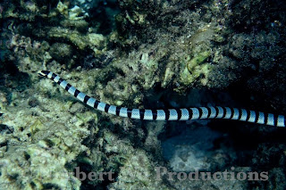 EL FONDO MARINO: Las serpientes marinas