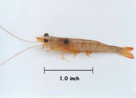 Southwest Florida Shoreline Studies: Shrimp Review