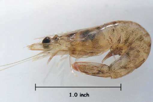 Southwest Florida Shoreline Studies: Shrimp Review
