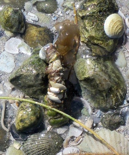 Southwest Florida Shoreline Studies: Plumed worm