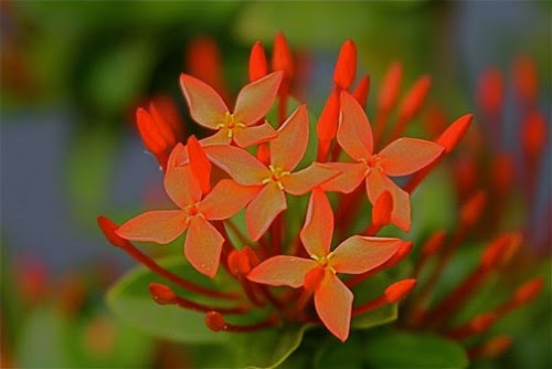 BERAGAM JENIS TANAMAN PAGAR