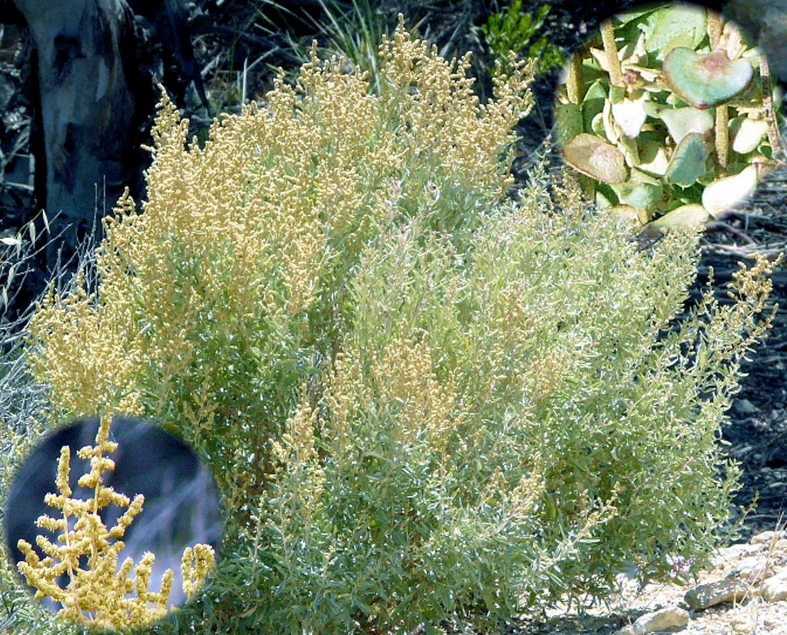 Nature of ''my backyard'': 2010-07-18