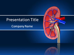 Human Kidney Powerpoint Template | Medical Slides
