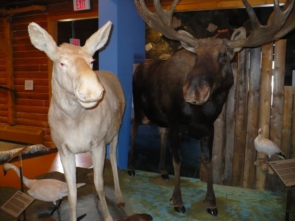 J.F. au Yukon: Whitehorse... Un peu!