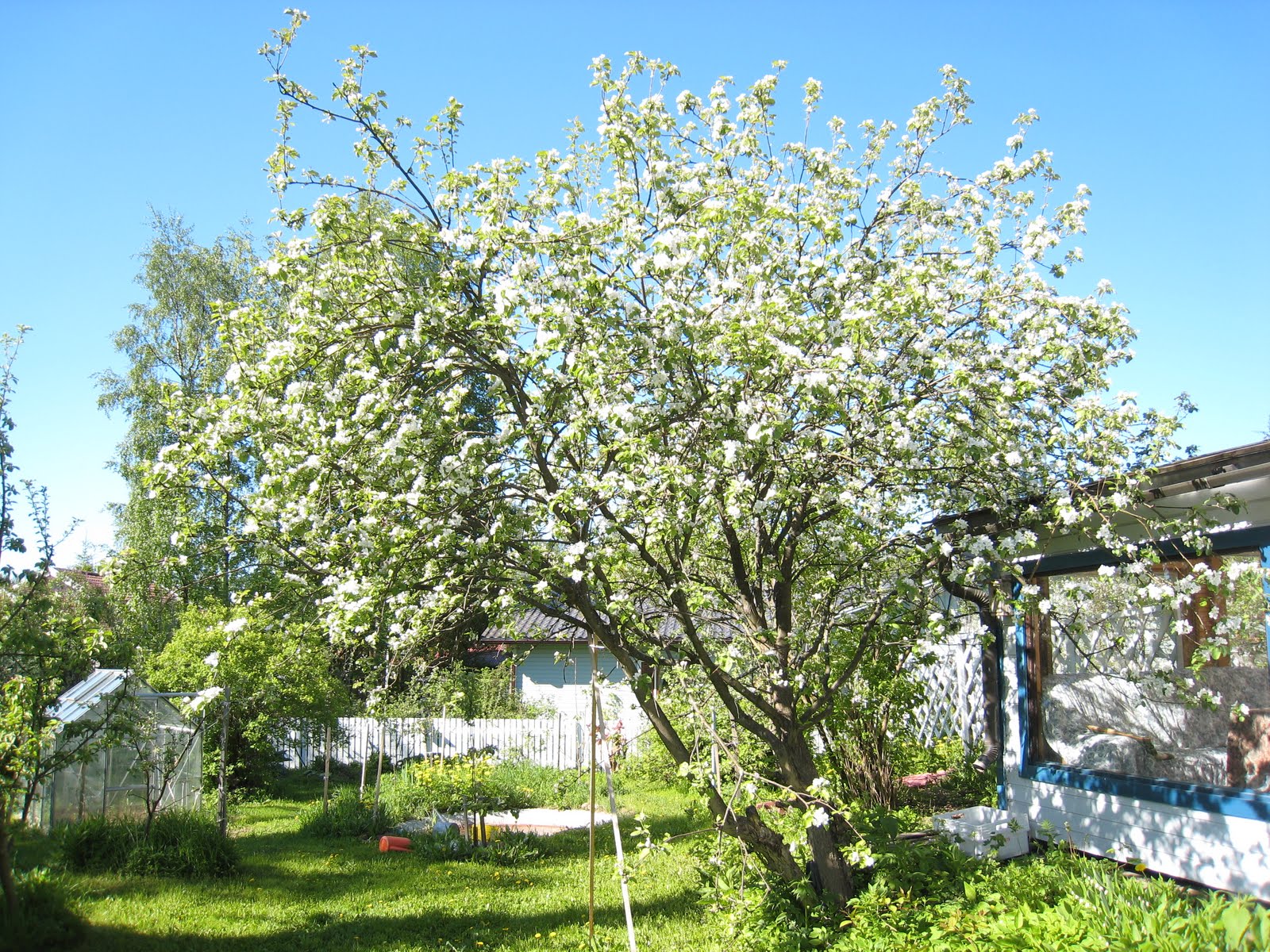 Karppaus ja perhe: Omenapuita Oulussa