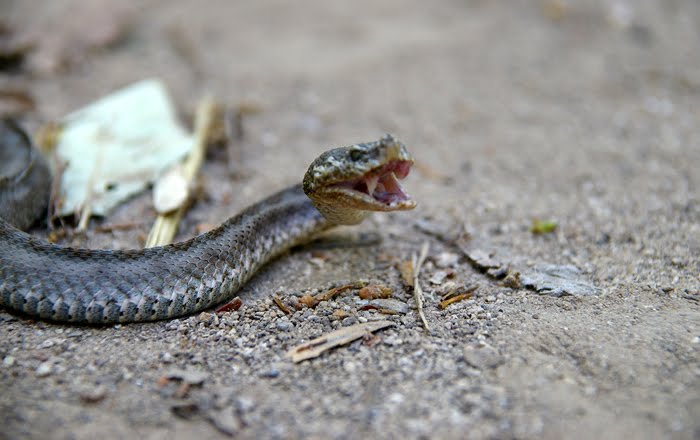 SERRANIA DE RONDA, naturaleza: víbora hocicuda