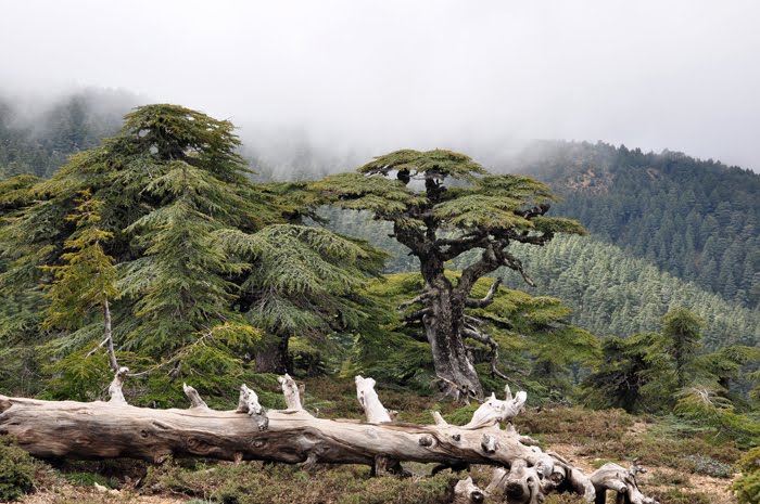SERRANIA DE RONDA, naturaleza: Djbel Tidghine (Marruecos)