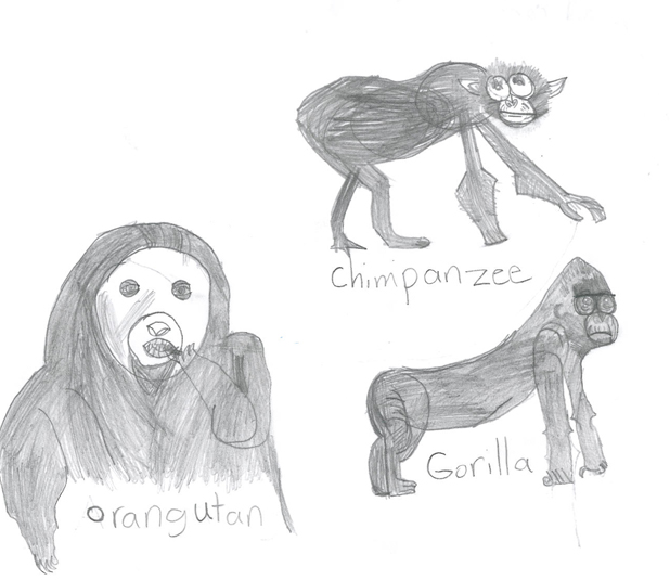 Scoop on Primates: Primate Drawing Contest - The Best Drawings