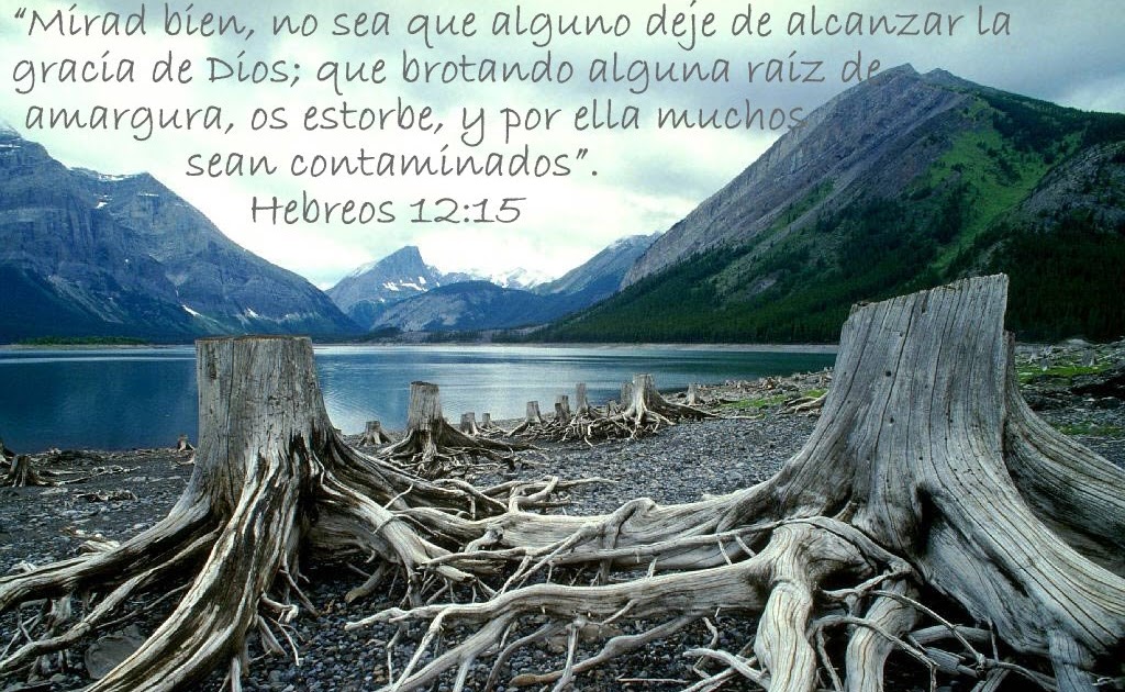 YO SOY EL BUEN PASTOR: Hebreos 12:15