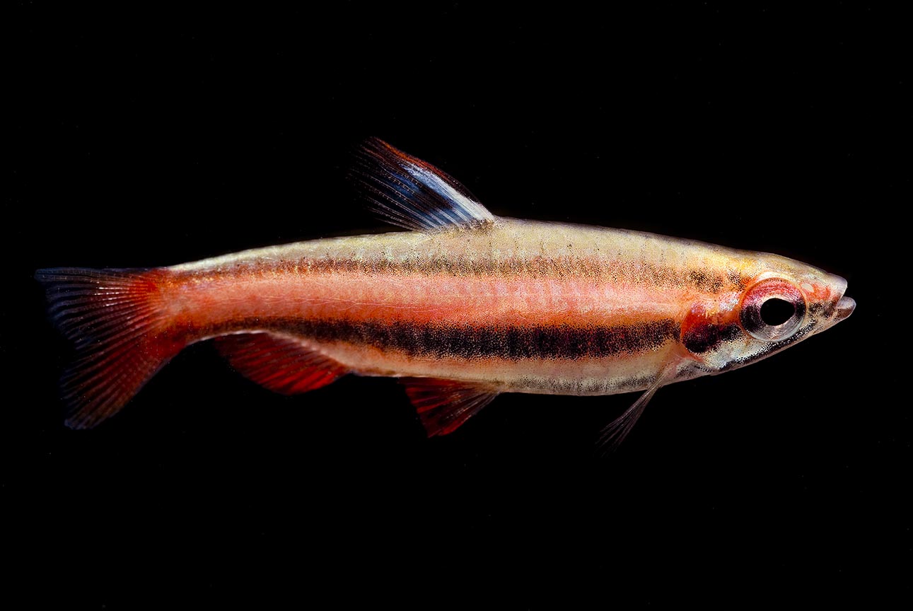 Red Pencilfish