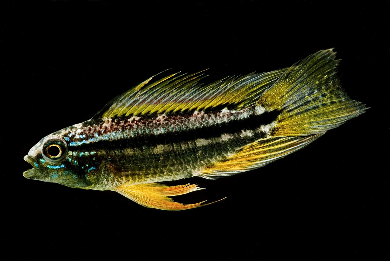 GreenTracks News: Ornamental fish of the Peruvian Amazon