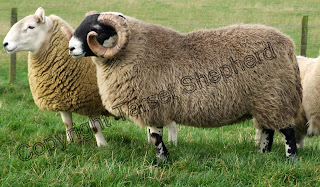 Shepherd's blog: Tups in Tarset