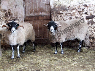 Shepherd's blog: Tups in Tarset