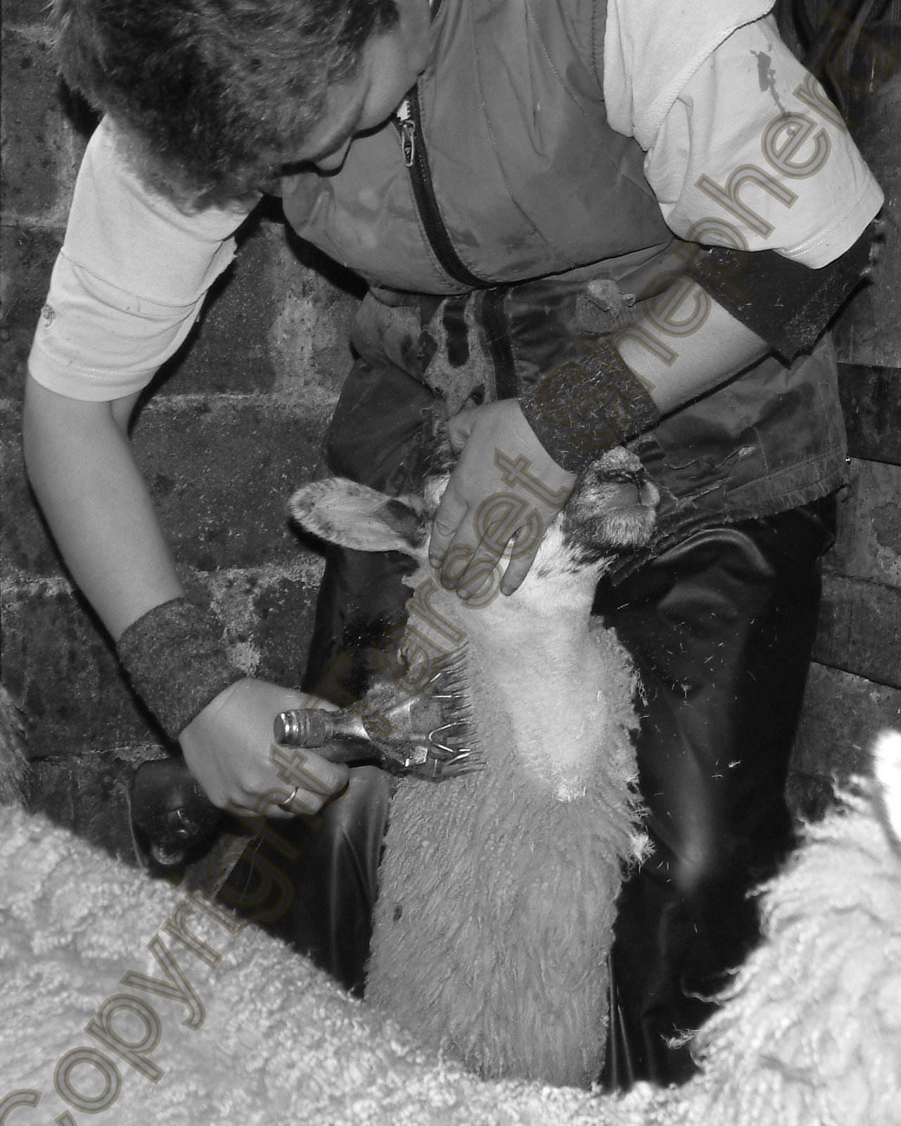 Shepherd's blog: Dressing mule ewe lambs