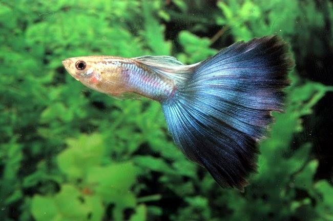 Cria de Peces Guppy: Cuidados y Cria del Pez Guppy