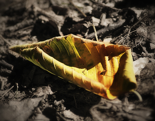 anyone wrote in a pretty how blog: Seven Ways to Never Stop Smiling