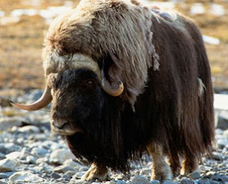 Lumea miraculoasa a animalelor: Boul moscat