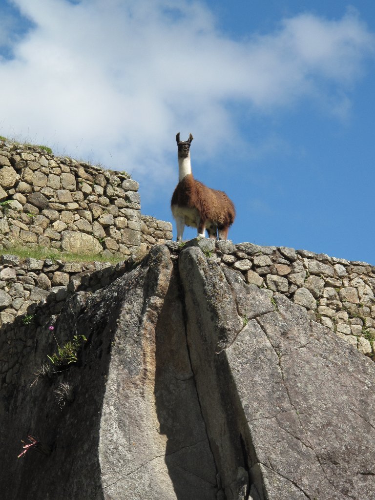GnTnZ's Big Adventure: Photos Of Machu Picchu, Peru: Animals