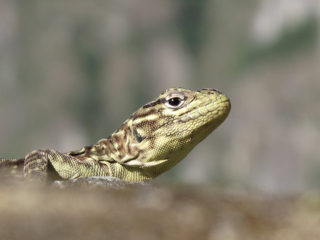 GnTnZ's Big Adventure: Photos Of Machu Picchu, Peru: Animals