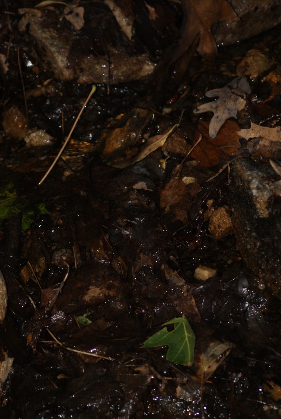 Caribbean Spirituality and Understanding in the Diaspora: Mungo Inkiso