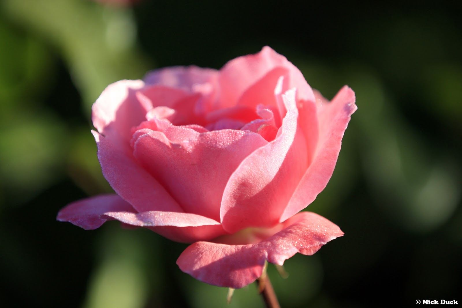 TRAVEL WITH MICK: A single Rose amongst the thorns!