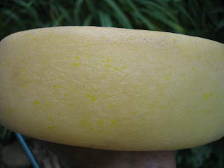 heinennellie: Gouda rind development