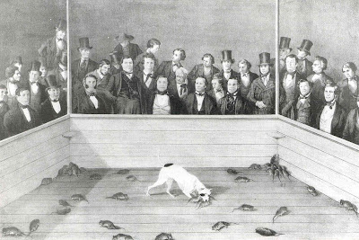 THE MULBERRY BEND: RAT PITS OF NEW YORK