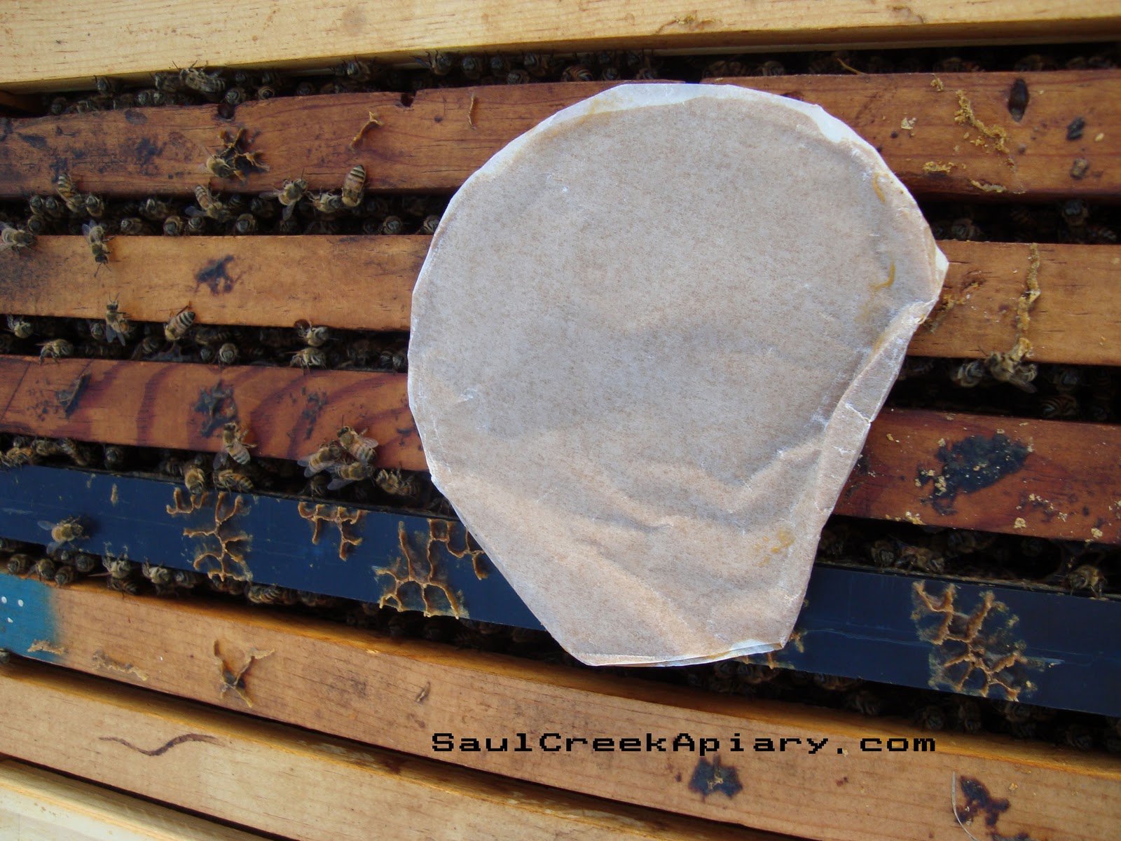Saul Creek Apiary: Honey Bee Nutrition (Pollen Patties)