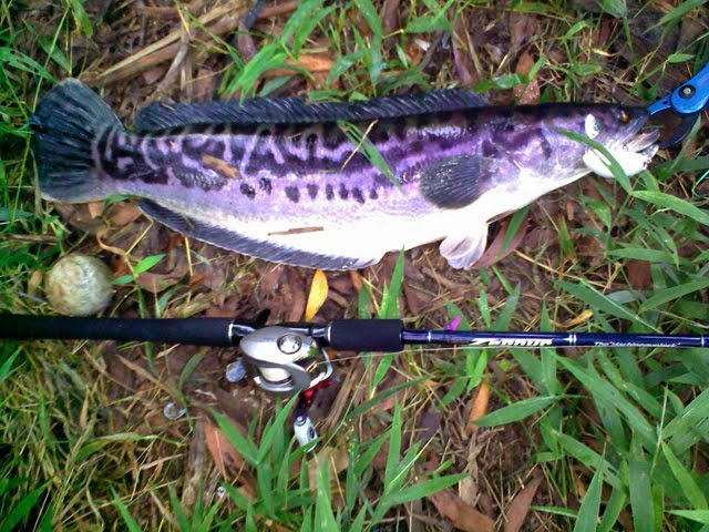 Ima Singapore: Our catches on Ima Roumba