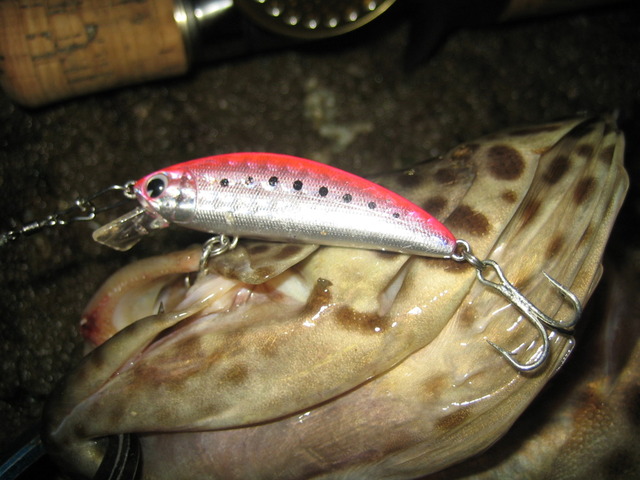 Ima Singapore: Our catches on Ima Sukari 50 SS