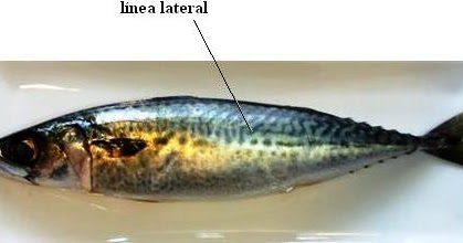 neurociencia: La línea lateral