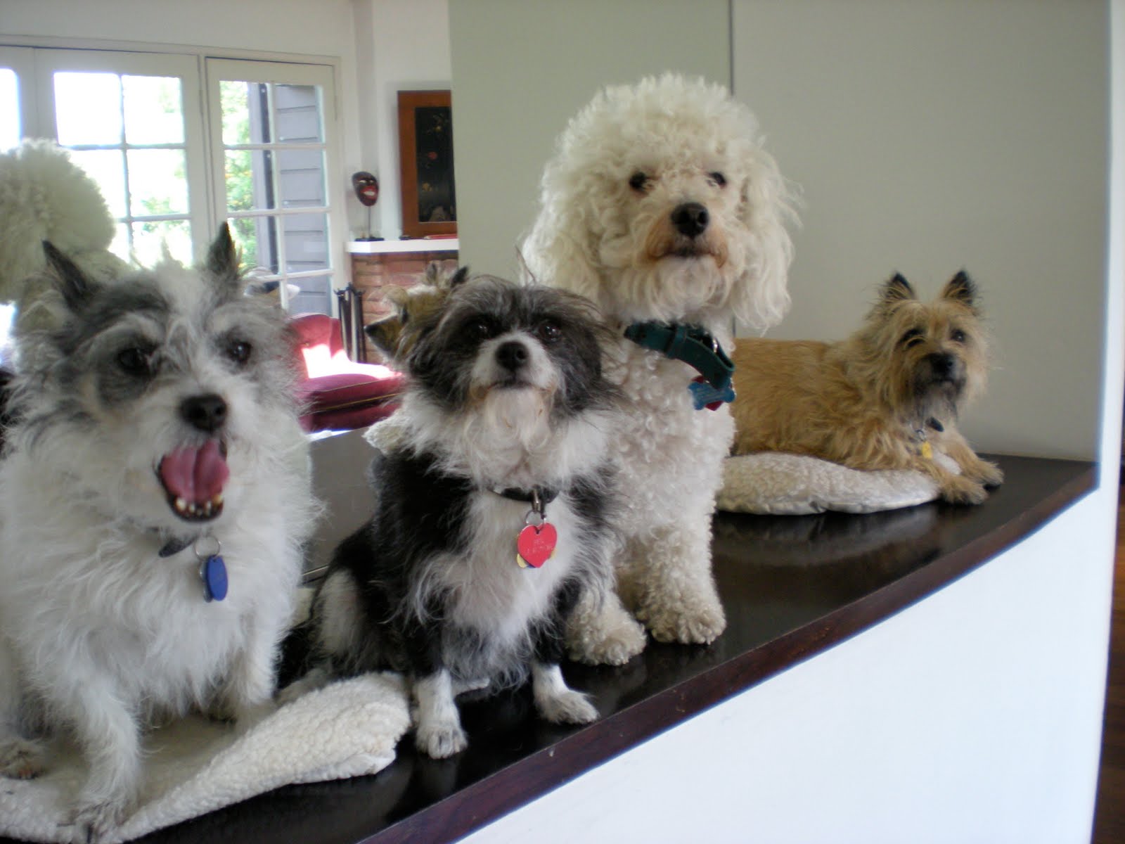 Riviera Rescue / Sauvetage Riviera: Riviera Rescue: L.A.'s Death Row ...