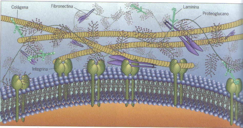 MEMBRANA PLASMATICA: 3) MATRIZ EXTRACELULAR