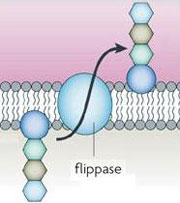 MEMBRANA PLASMATICA: Artículo: Phospholipid Flippases