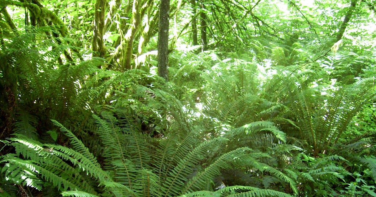 The Beginning: Paleozoic Era