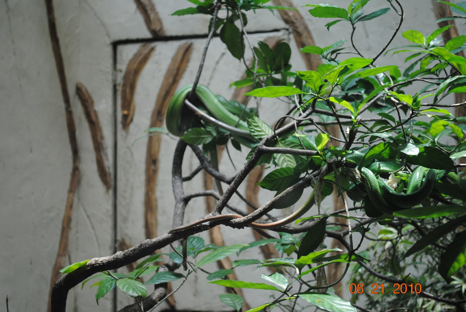 Mga Bulong Sa Likod Nitong MgaLente: Manila Zoo