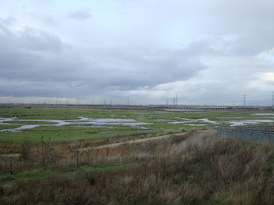 Wildwings and Wanderings: Serins at Rainham Marshes.