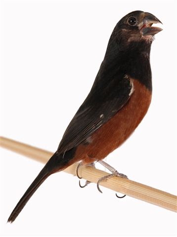 CURIÓ CLÁSSICO & TORNEIOS: O CURIÓ - PARTE IV