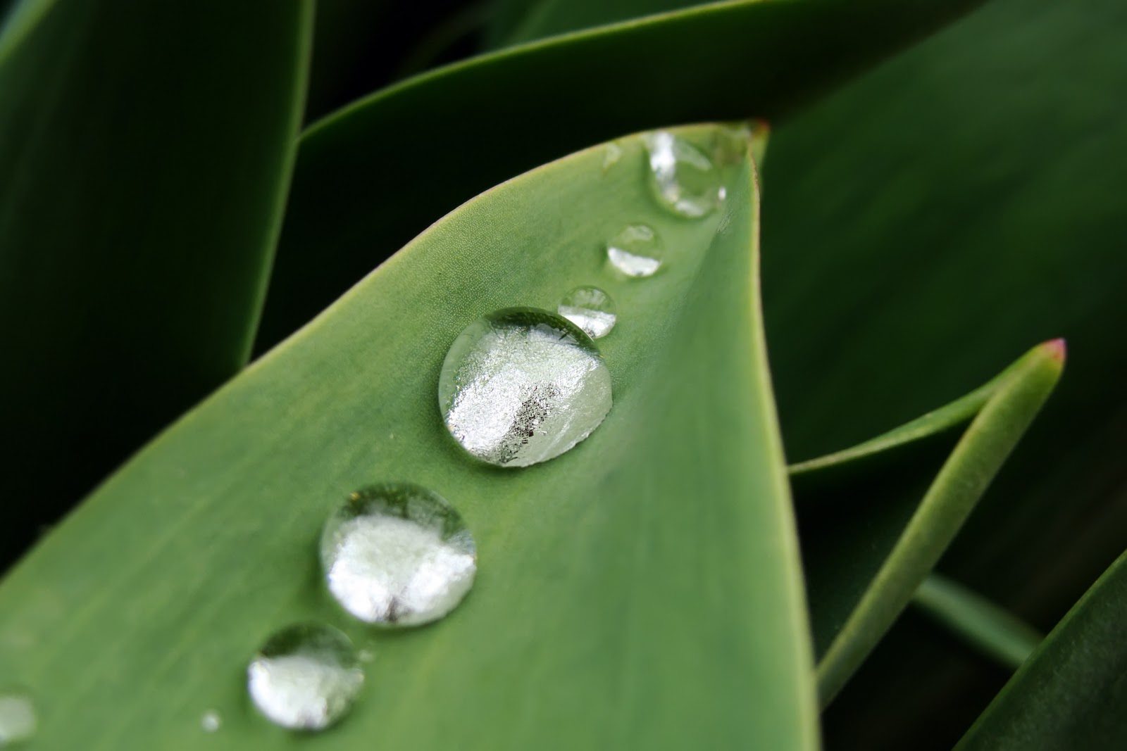 Wallpaper City: Amazing HD Raindrops Wallpapers Collection.