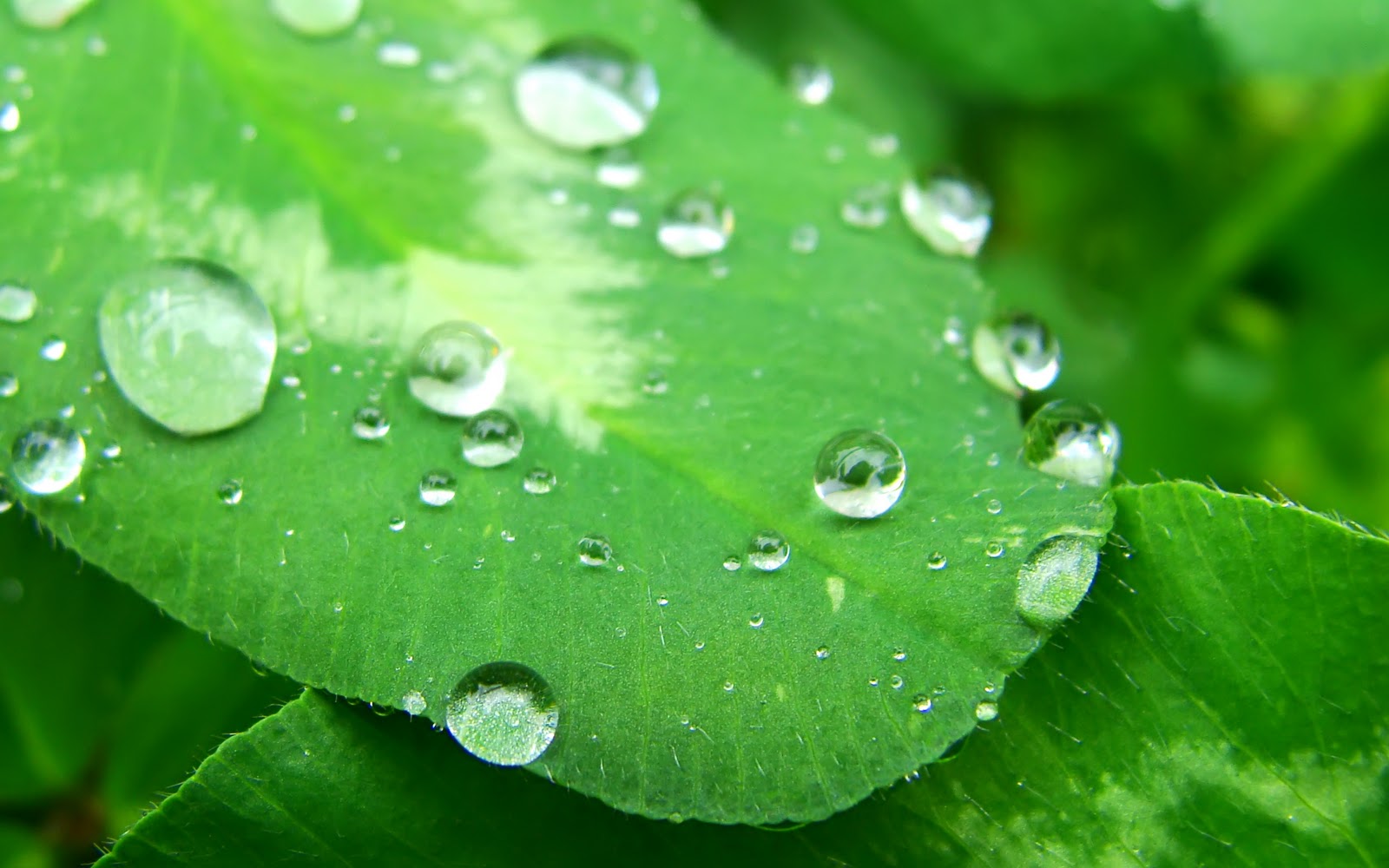 Wallpaper City: Amazing HD Raindrops Wallpapers Collection.