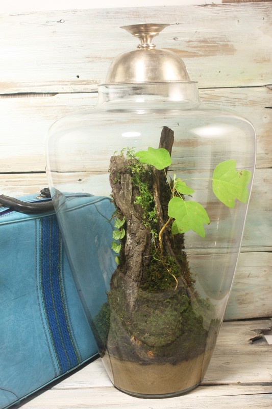 Cloudberry & Moss: self-sustaining eco-systems in your livingroom