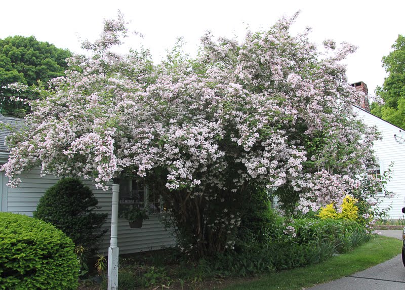 Miss Edna's Place: An Old Fashioned Beauty Bush