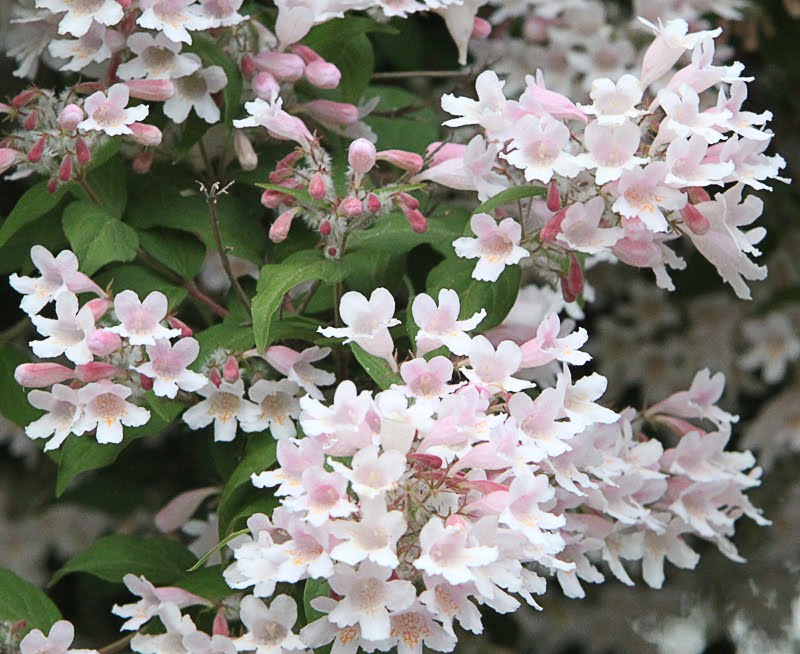 Miss Edna's Place: An Old Fashioned Beauty Bush